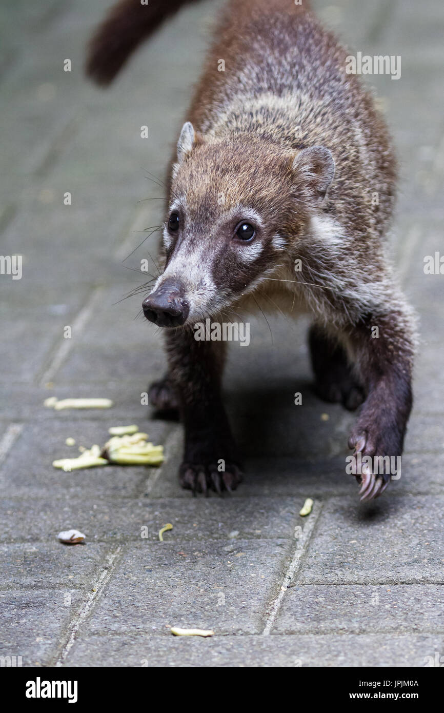 close up of a white nosed coati walking on pavers near Nacascolo Beach ...