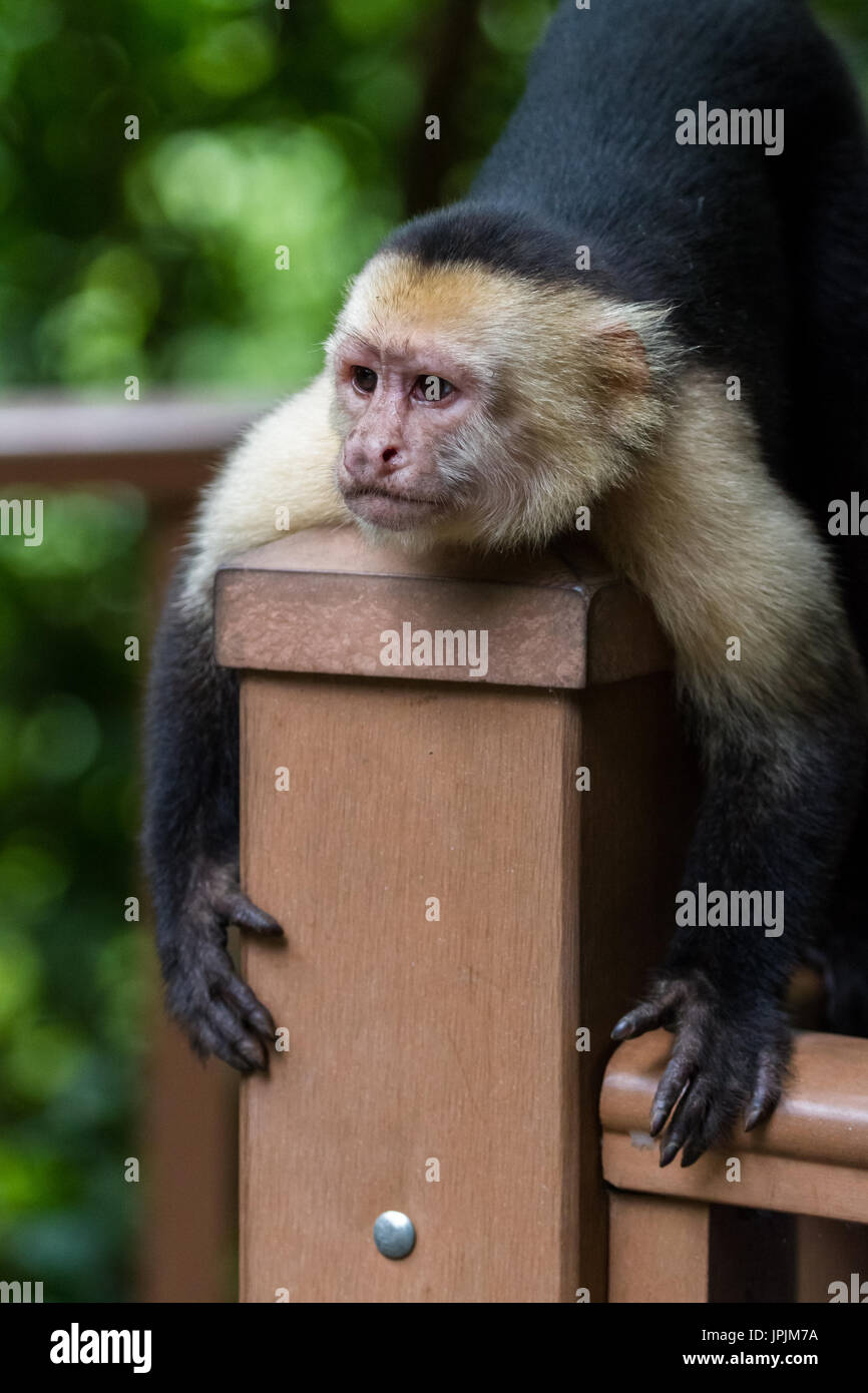close up of a white faced monkey on the hand rail for the boardwalk ...