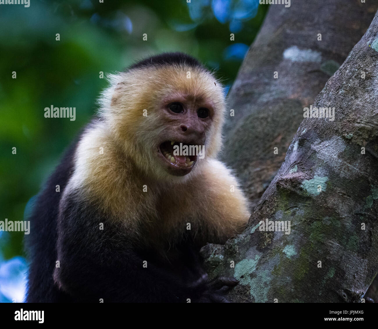 close up of a white faced monkey in the trees near the beach in Playa ...