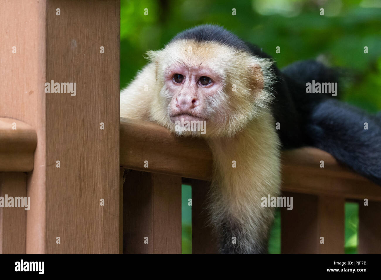 close up of a white faced monkey on the hand rail for the boardwalk ...