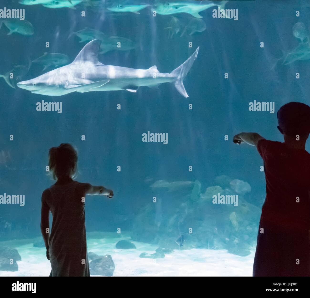 Point defiance sharks hi-res stock photography and images - Alamy