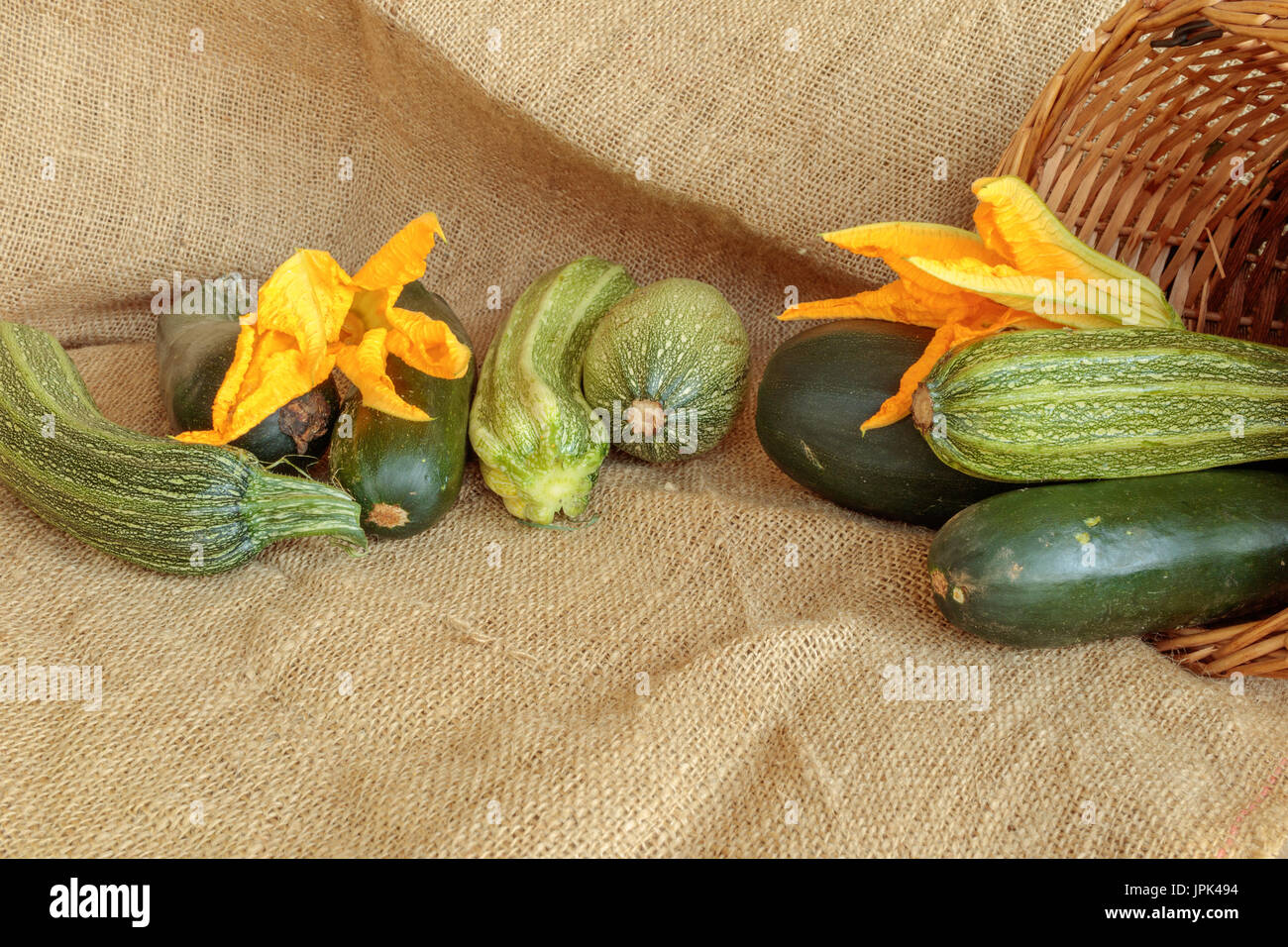 Zucchini harvest scene on jute. Vegetable still life composition Stock ...