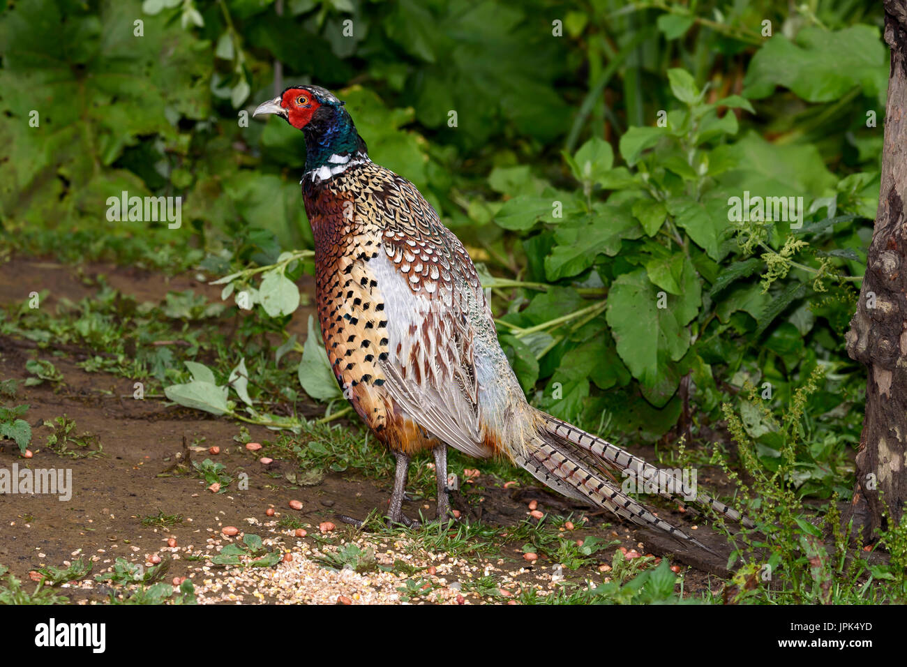 Male pheasant (Phasianus colchicus) in woodland, Dorset, UK Stock Photo ...