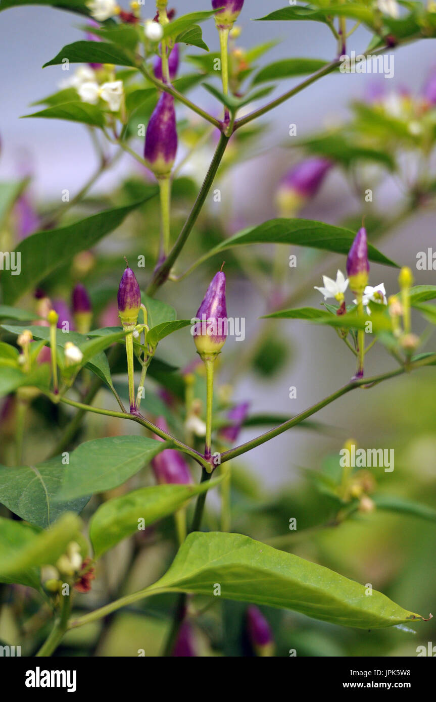 some red chillies growing on plants in a greenhouse with flower still ...