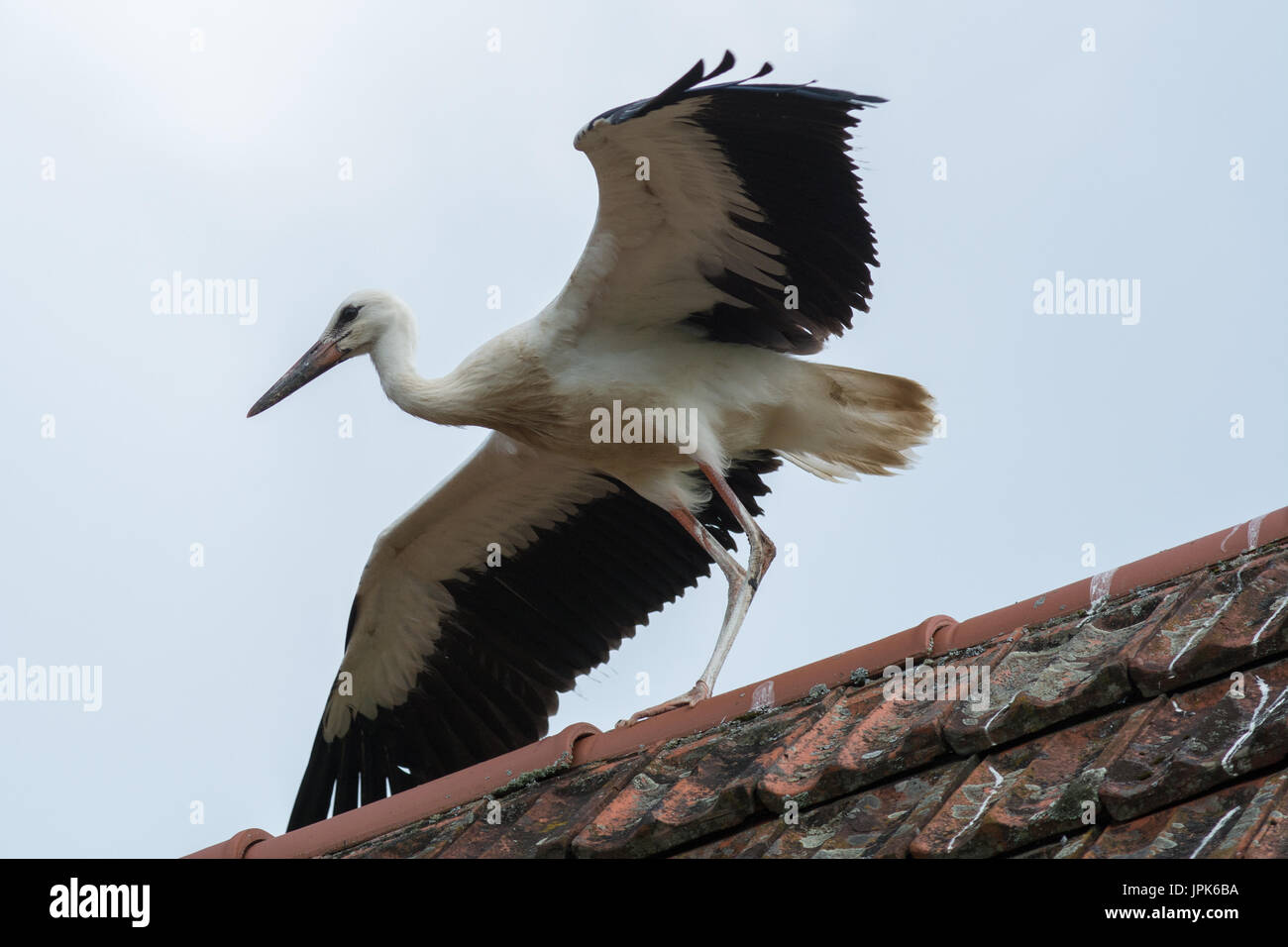 White stork flying of rooftop Stock Photo - Alamy
