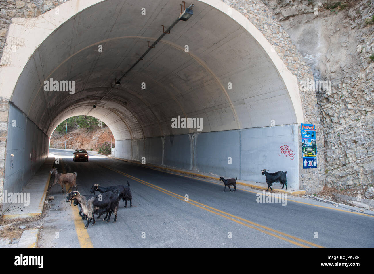 Greek urban wildlife hi-res stock photography and images - Alamy