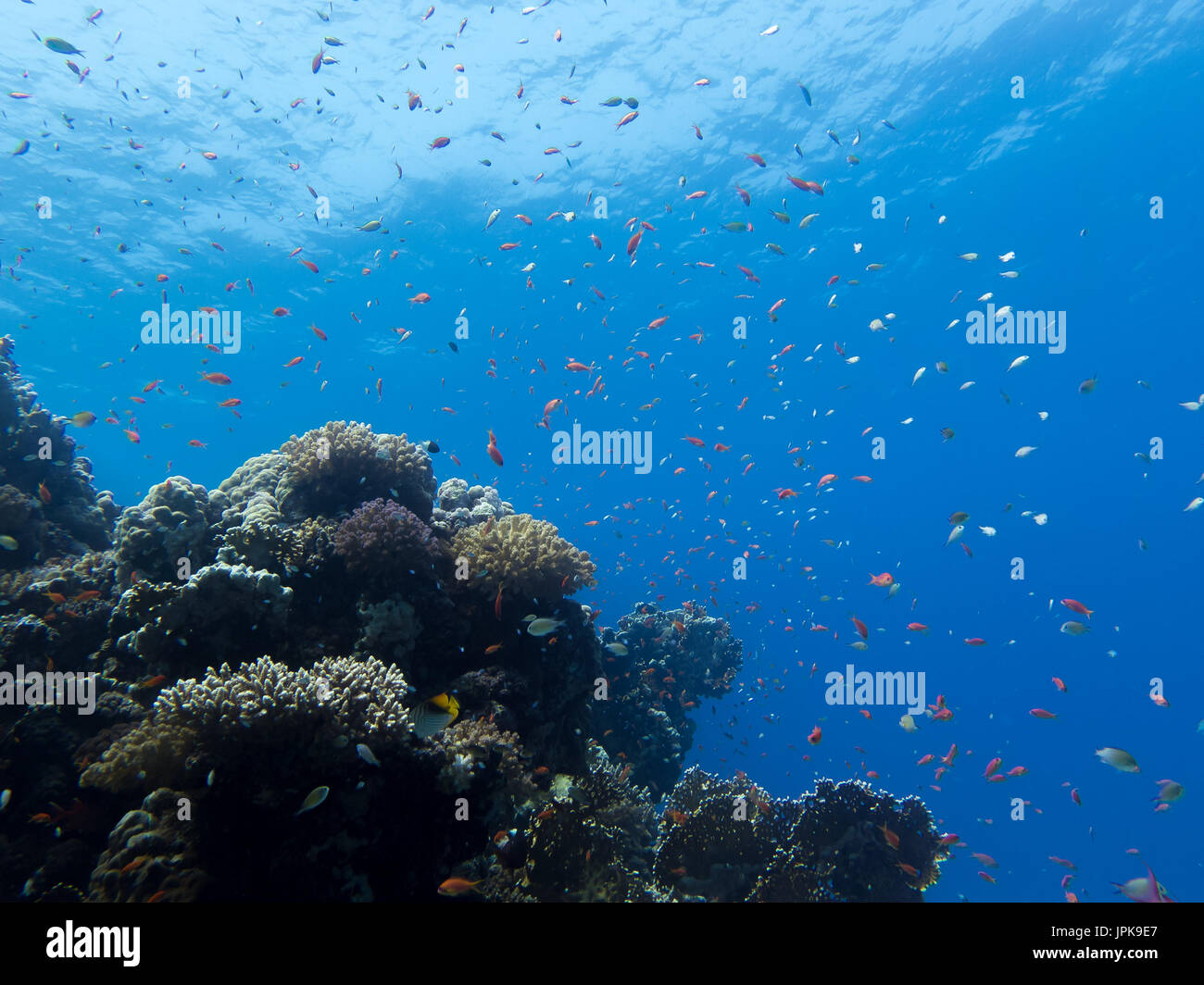 Coral reef with small fishes Stock Photo - Alamy
