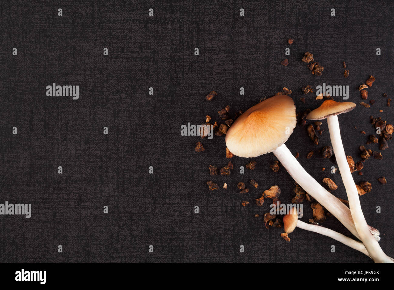 Fresh Psilocybin Magic mushrooms and dry truffles on black surface, top ...