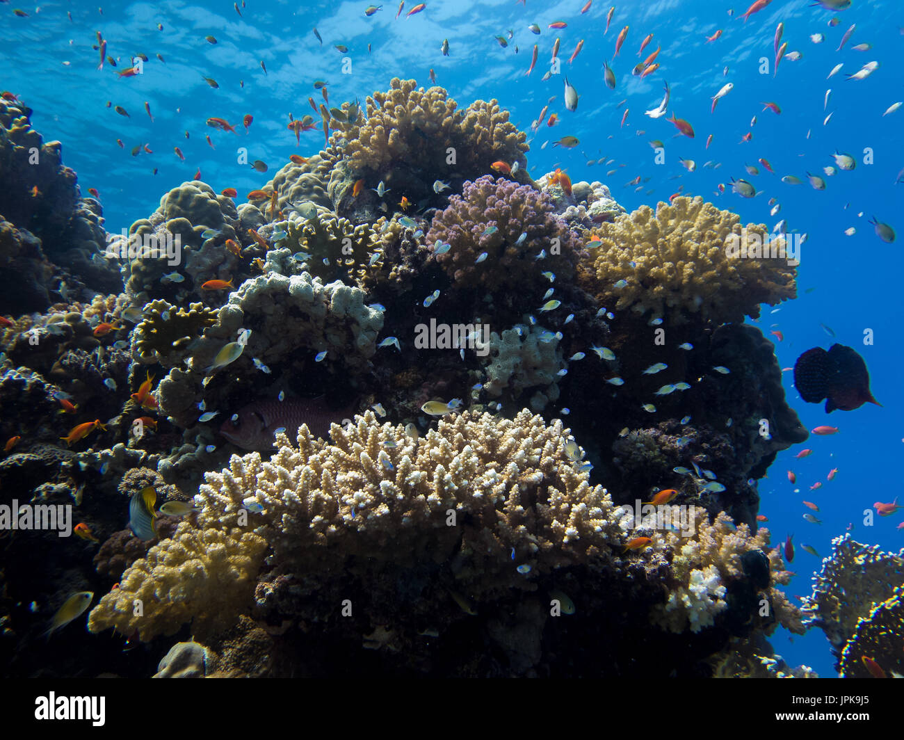 Coral reef with small fishes Stock Photo - Alamy