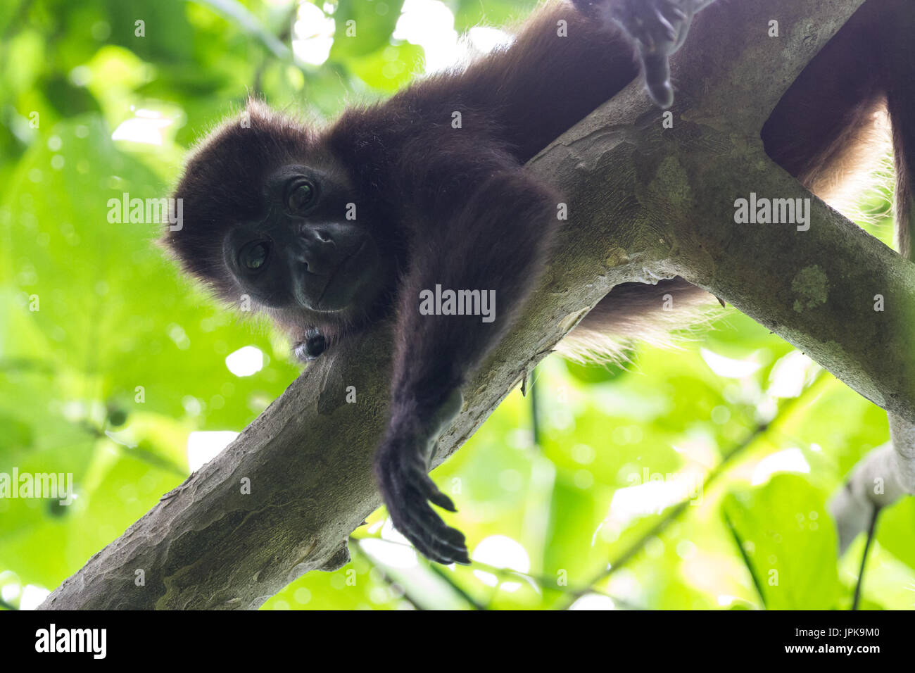 howler monkey up a tree in Costa Rica with a glowing green leaf ...