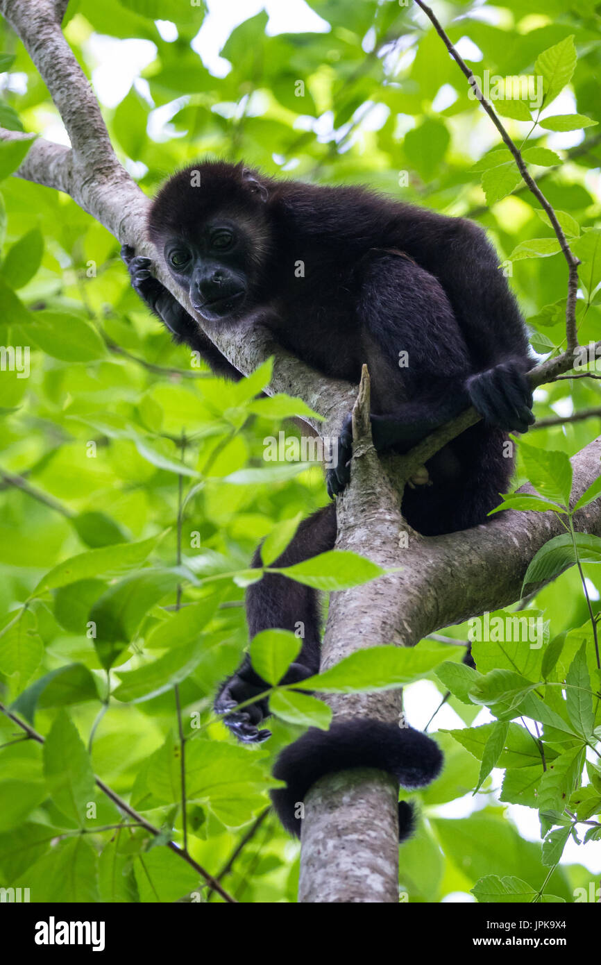howler monkey up a tree in Costa Rica with a glowing green leaf ...