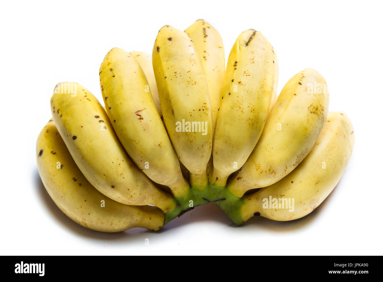 organic small bananas tree ripen with small imperfections isolated on a ...