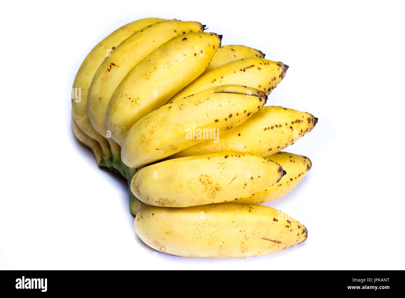 organic small bananas tree ripen with small imperfections isolated on a ...