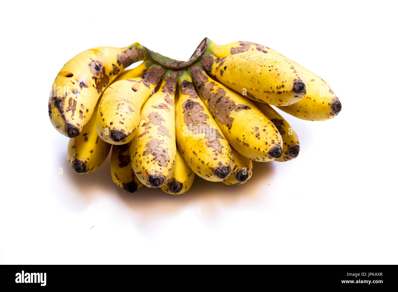 organic small bananas tree ripen with small imperfections isolated on a ...