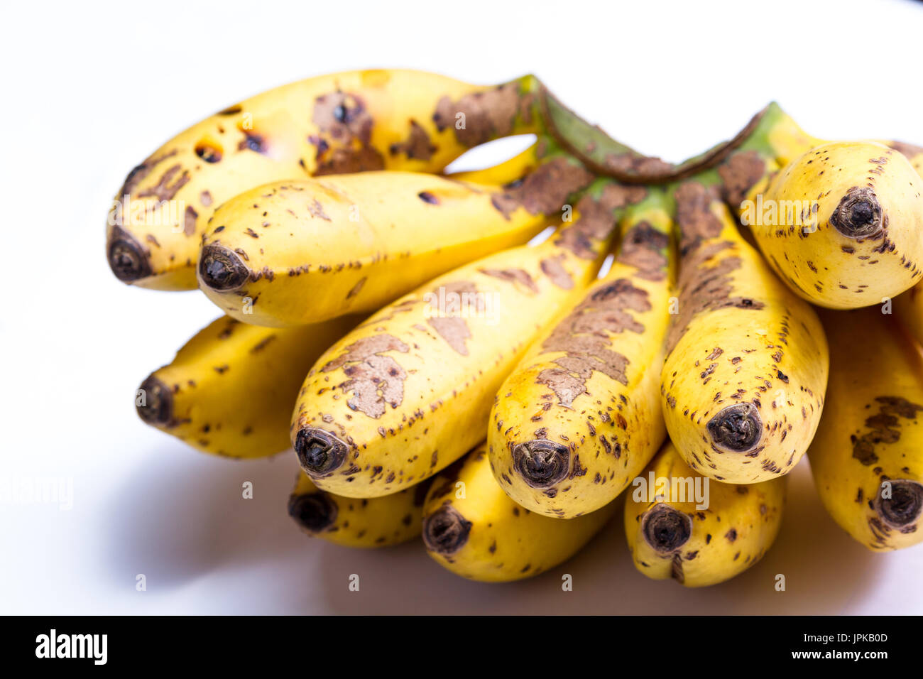 organic small bananas tree ripen with small imperfections isolated on a ...
