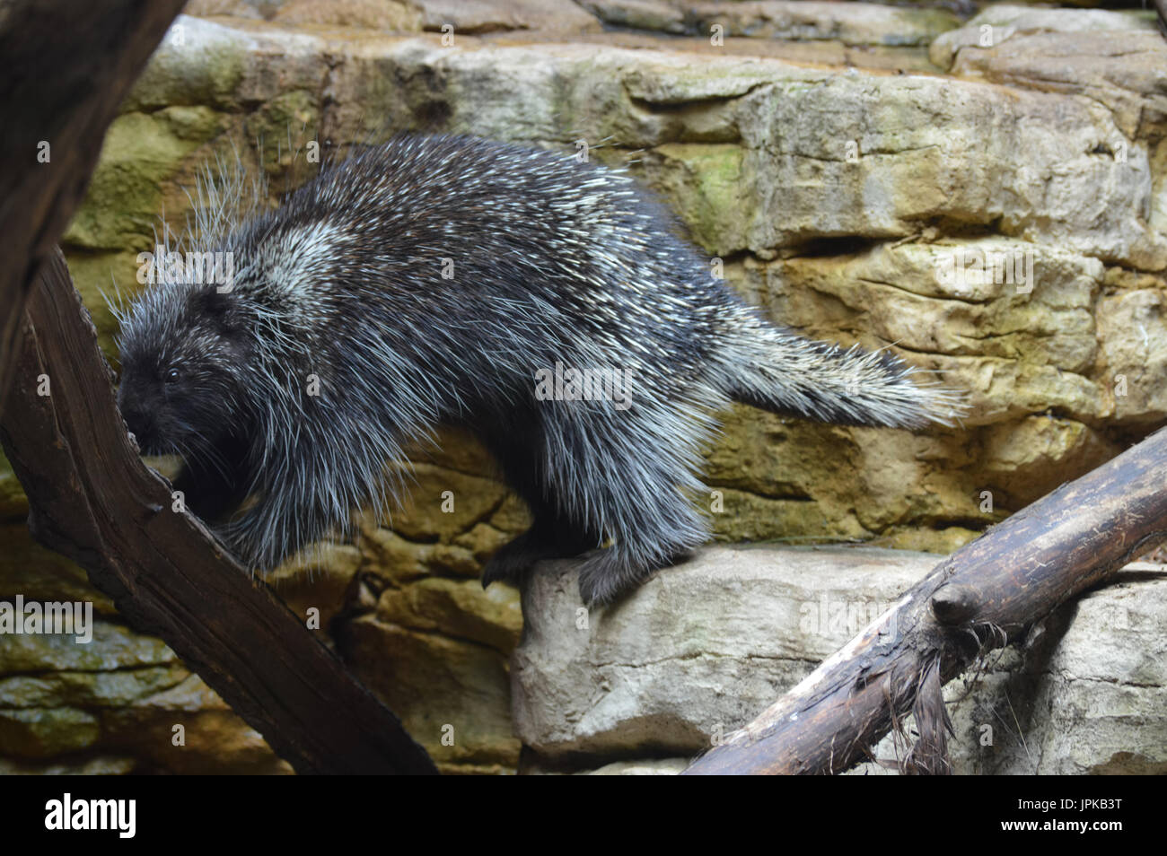 Porcupine sharp quills hi-res stock photography and images - Alamy