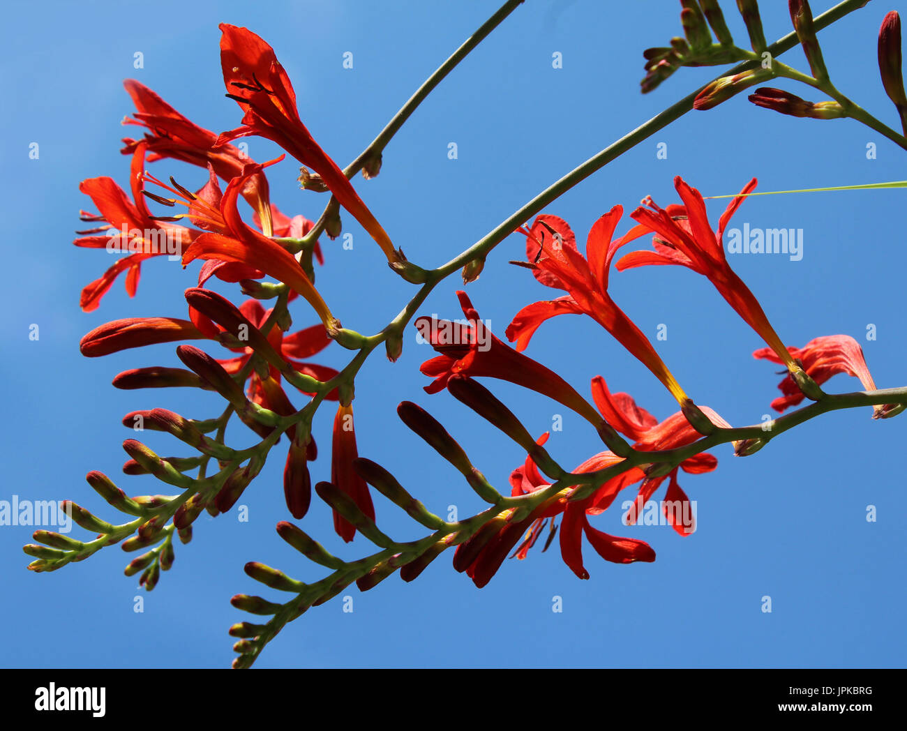 The beautiful deep orange flowers of Crocosmia 'Lucifer' a perennial ...