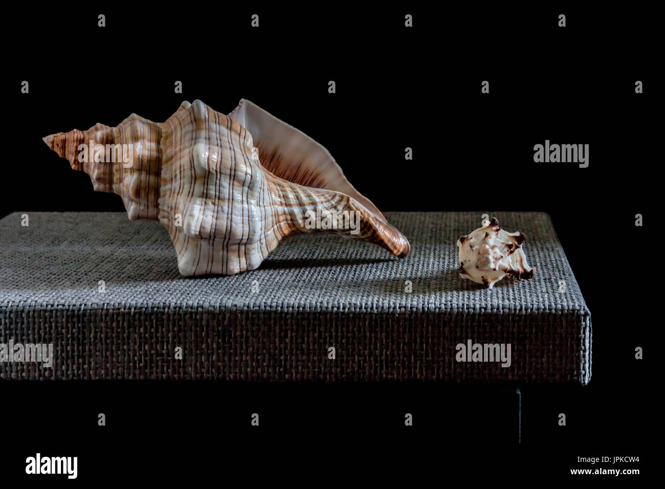 Still life with sea shells on a table imitates of Dutch great masters ...
