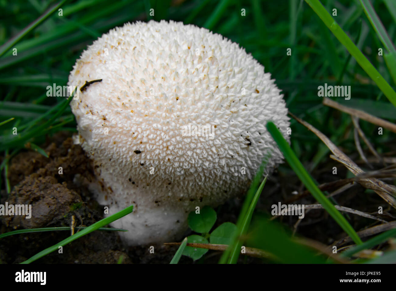 Mushrooms species spiny puffball hi-res stock photography and images ...