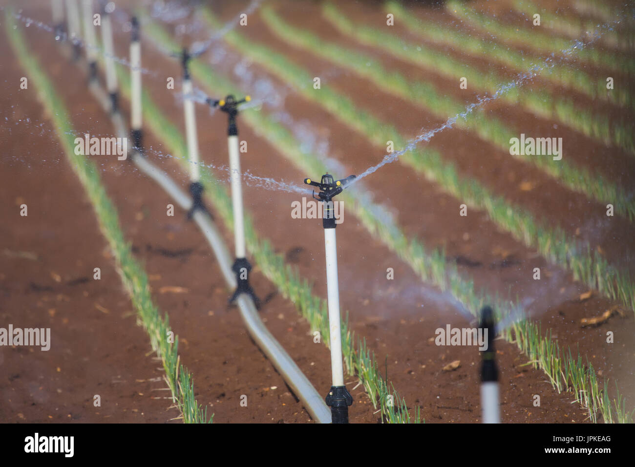 Greenhouse with leek field watering system action Stock Photo - Alamy