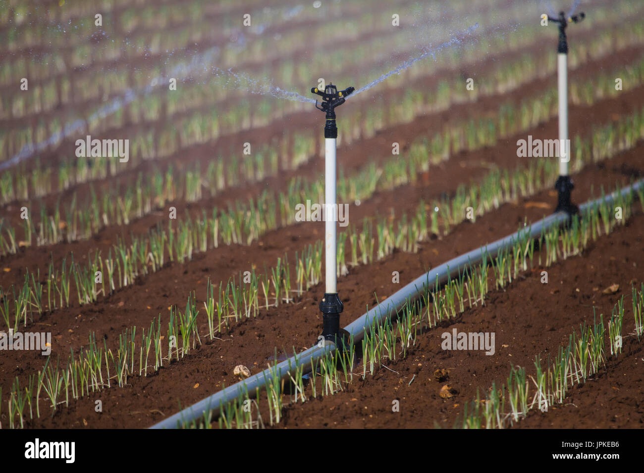 Greenhouse with leek field watering system action Stock Photo - Alamy