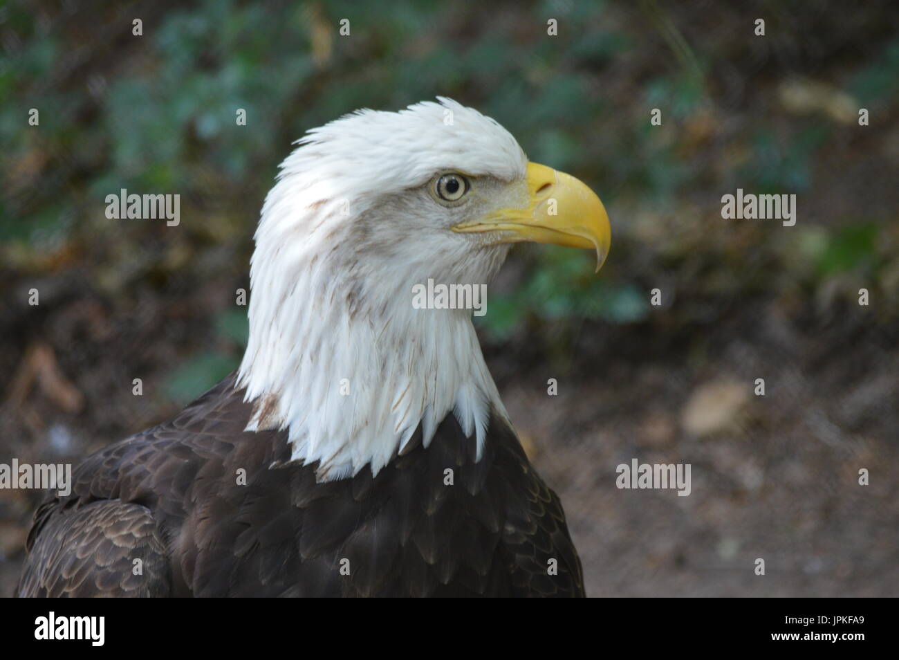 Bald eagle beak hi-res stock photography and images - Alamy