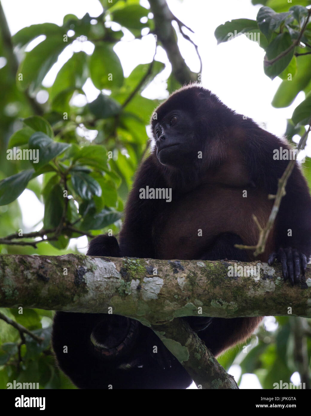 Jungle Howler Monkey High Resolution Stock Photography and Images - Alamy