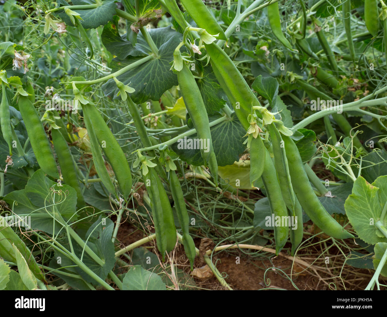 Growing and harvesting hi-res stock photography and images - Alamy