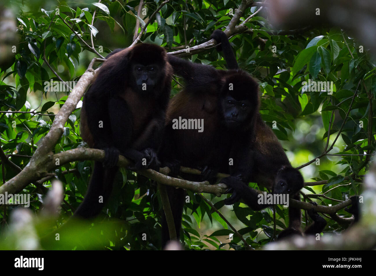 group of howler monkeys in the trees of the Costa Rican rain forest ...
