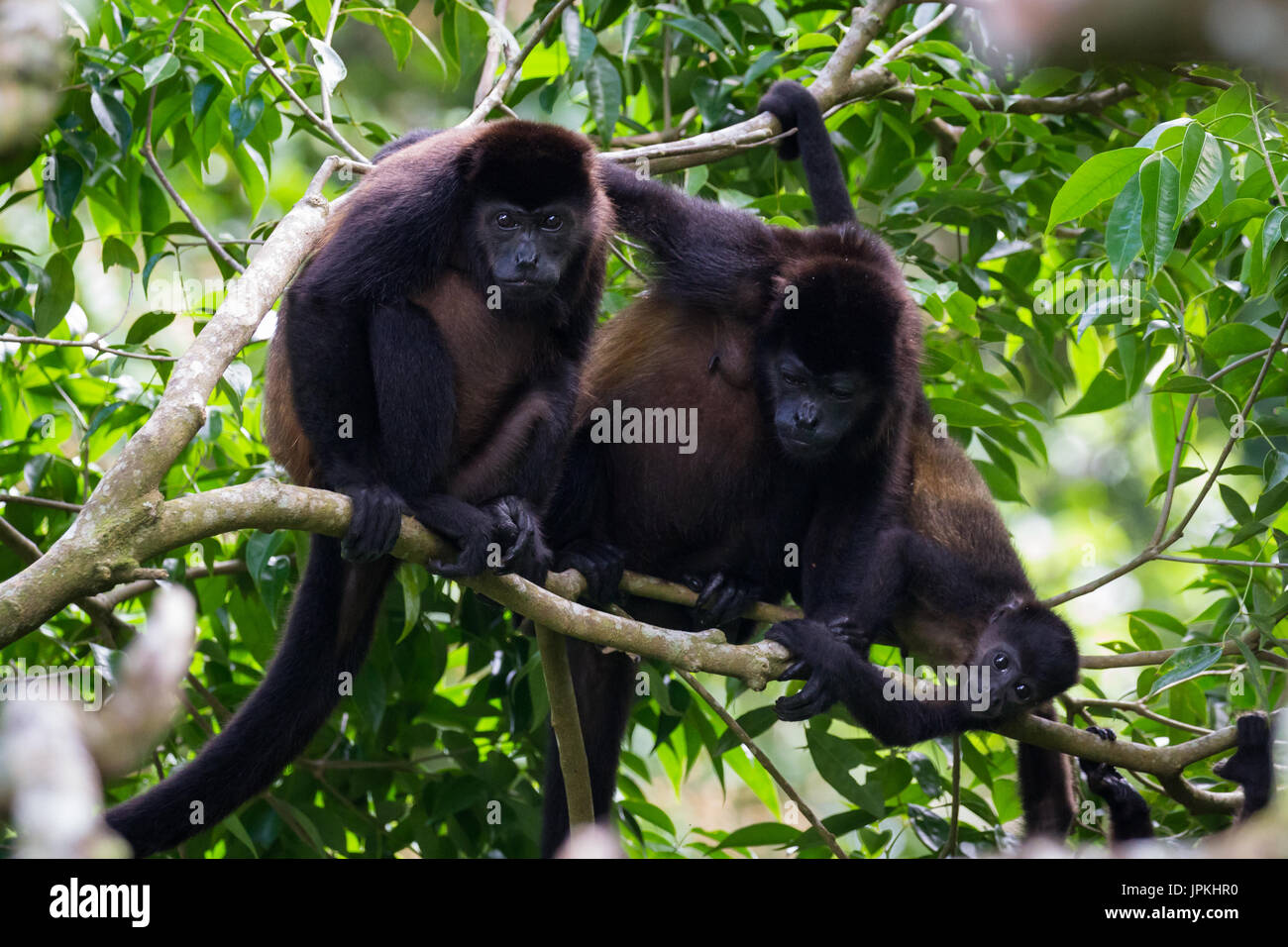 group of howler monkeys in the trees of the Costa Rican rain forest ...