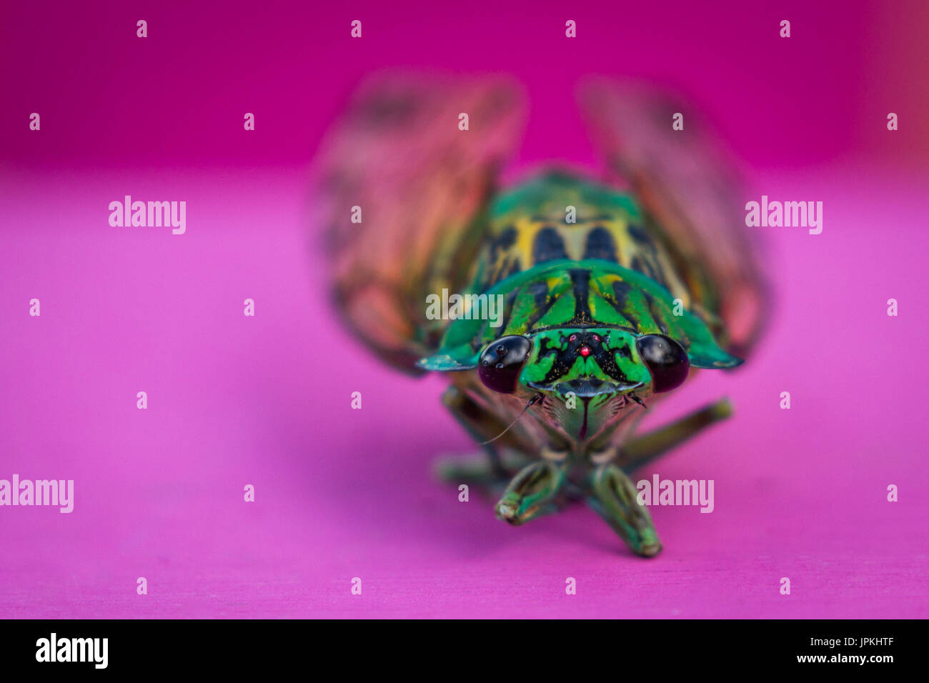 small loud cicada close up with a pink background Stock Photo - Alamy