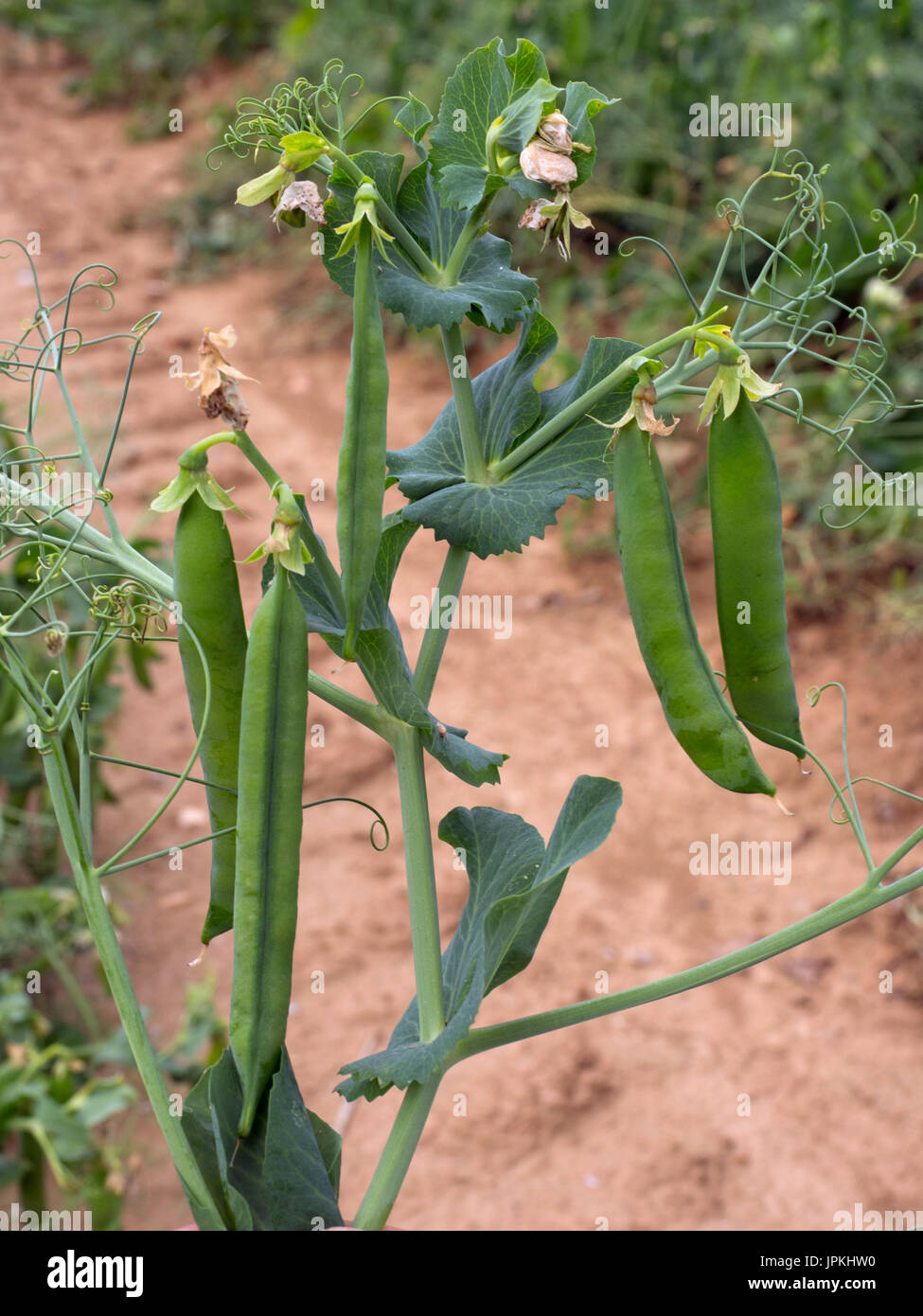 Growing and harvesting hi-res stock photography and images - Alamy