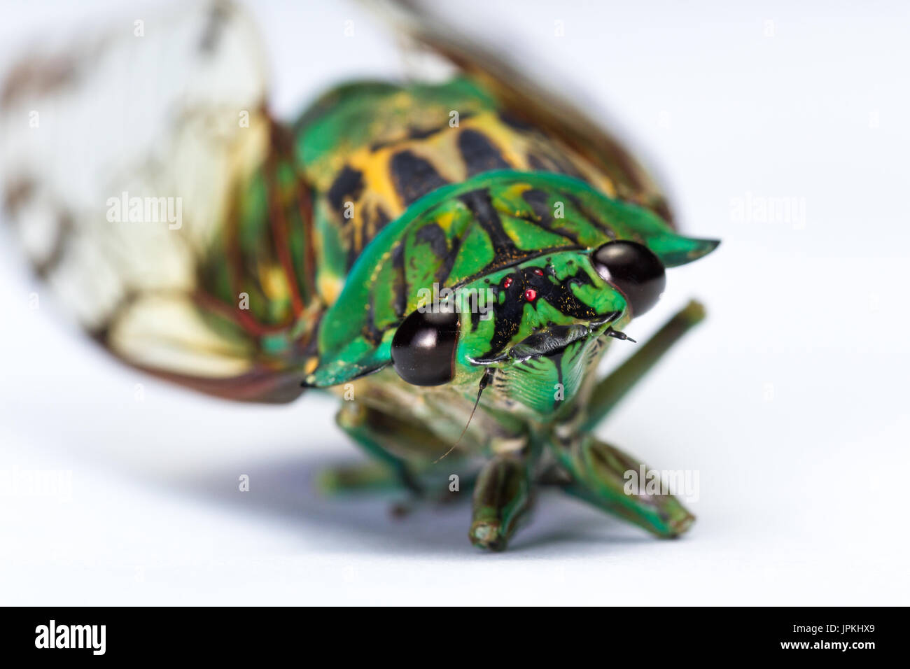 Costa rica cicada hi-res stock photography and images - Alamy