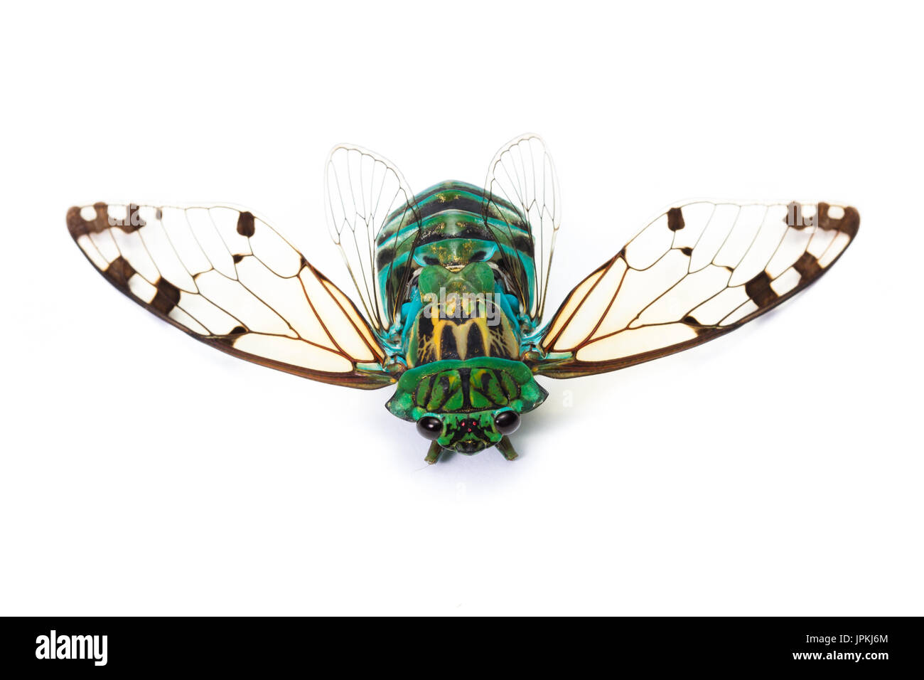 Gree Cicada Wings What Is On This Cicada Wing? : R/insects