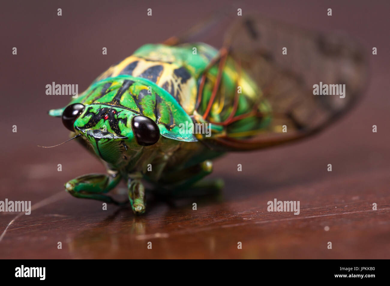 Golden cicada hi-res stock photography and images - Alamy