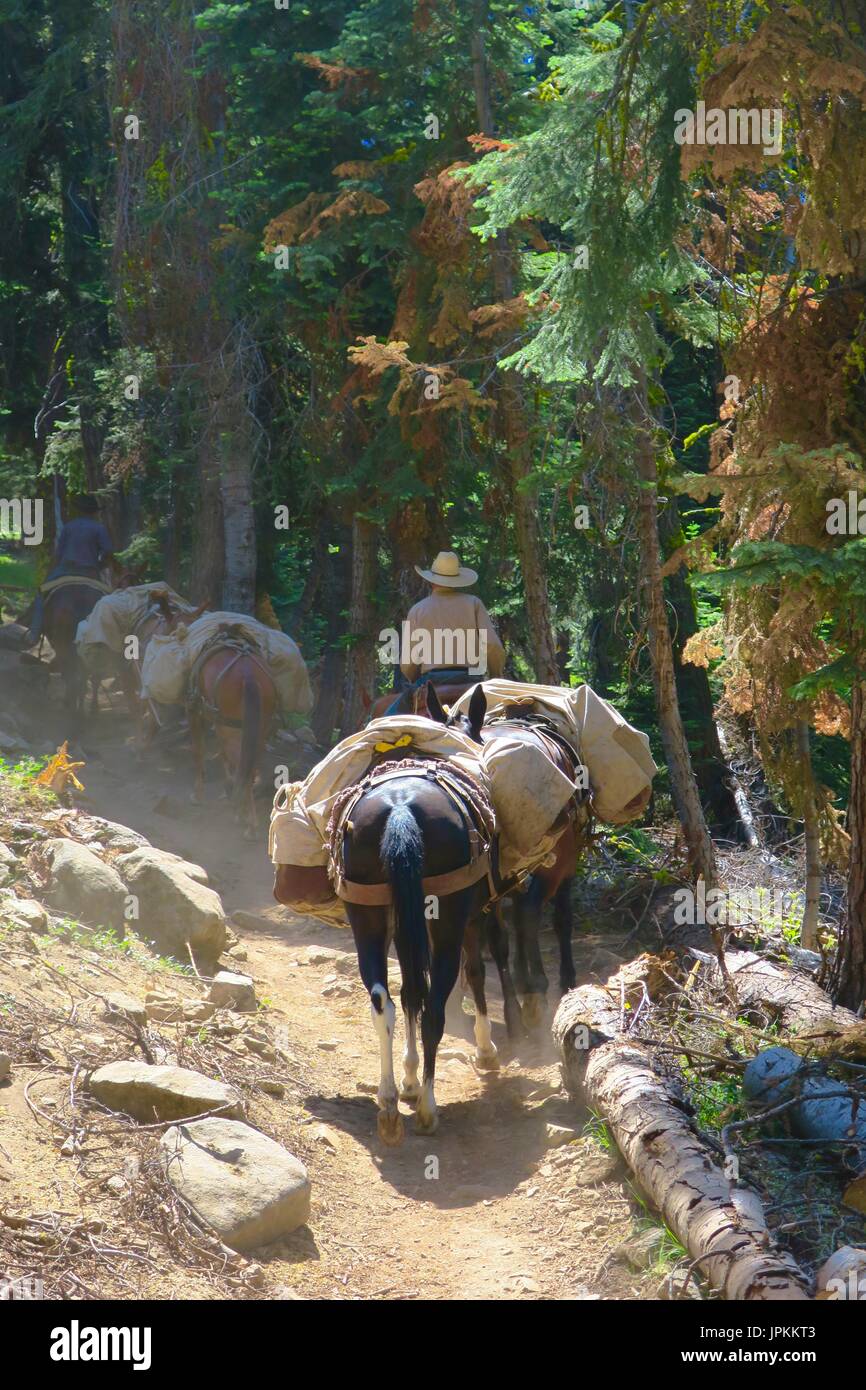 Mule pack train hi-res stock photography and images - Alamy
