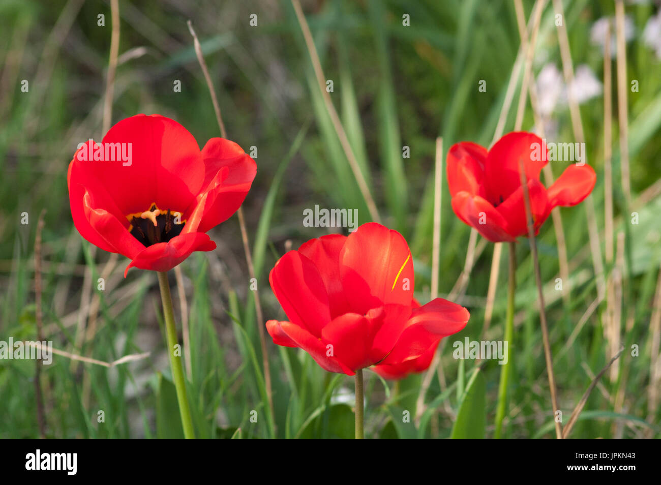 3 Red poppys Stock Photo - Alamy