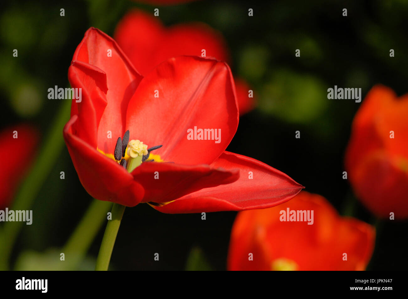 Red tulip open in the sunlight showing its stamens Stock Photo - Alamy