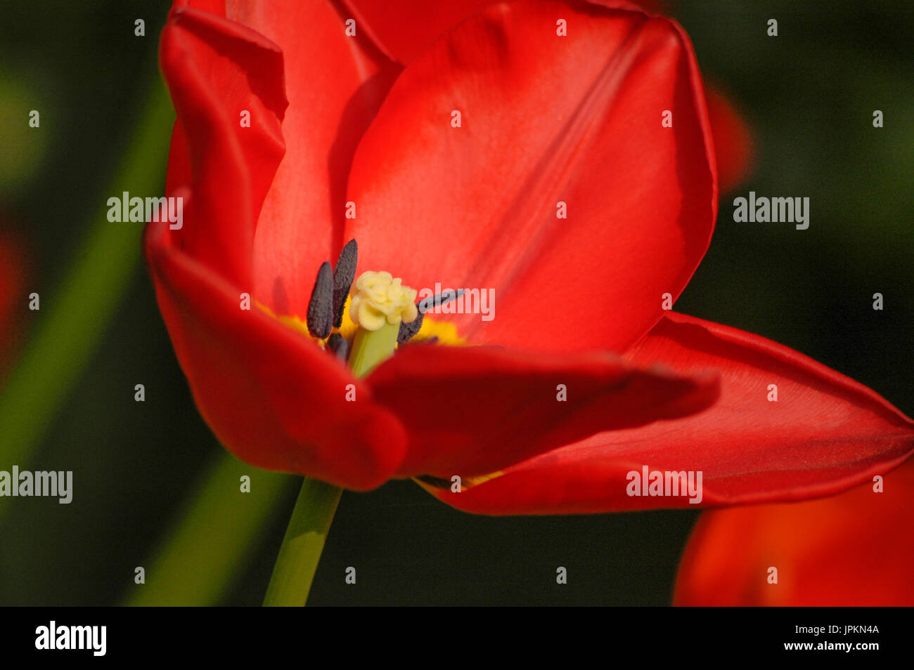 Red tulip open in the sunlight showing its stamens Stock Photo - Alamy