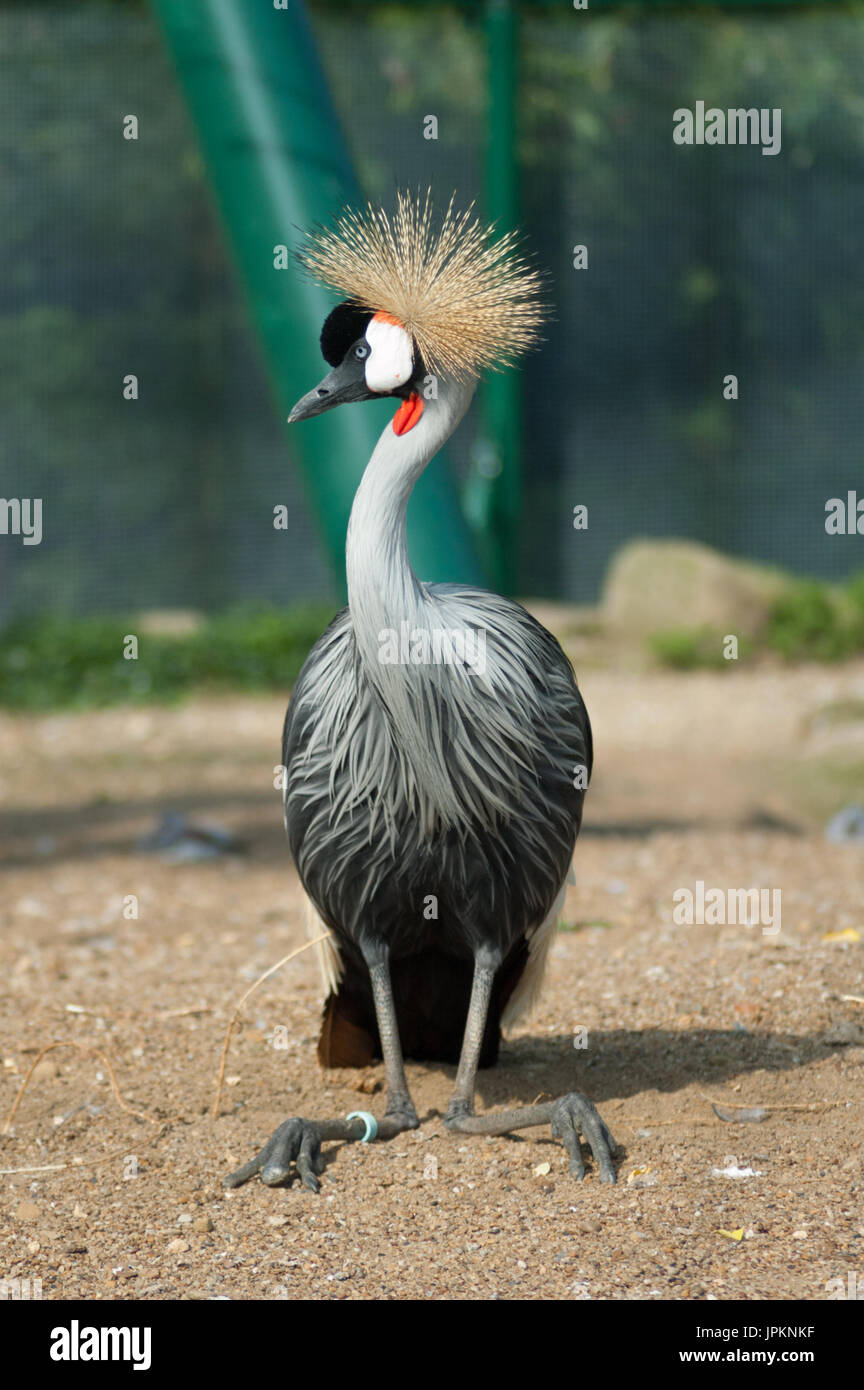 Long beak crane bird hi-res stock photography and images - Alamy
