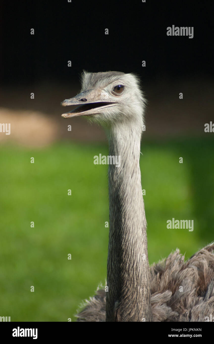 Emu head shot Stock Photo - Alamy
