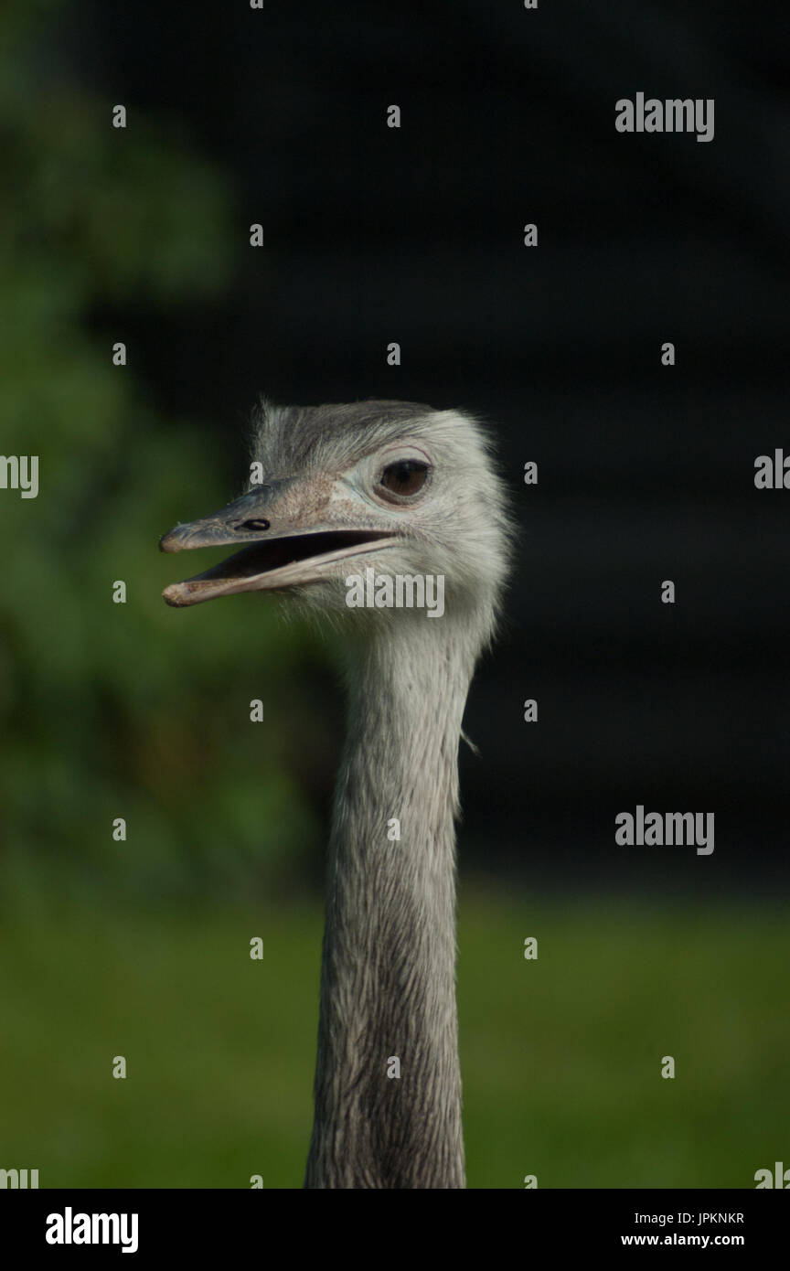 Emu head shot Stock Photo - Alamy