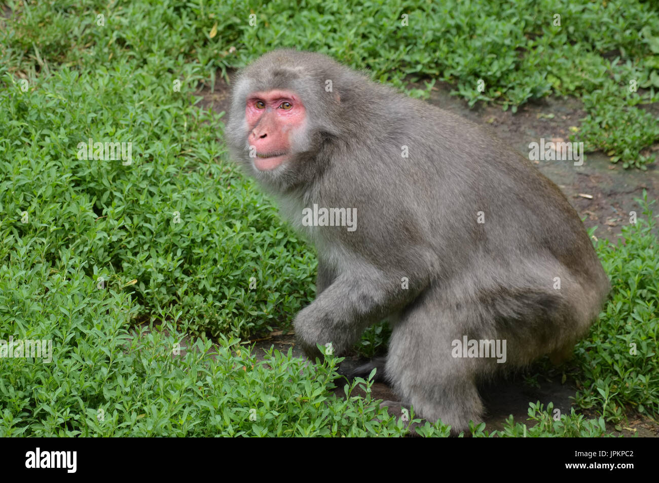 Monkey see outside hi-res stock photography and images - Alamy