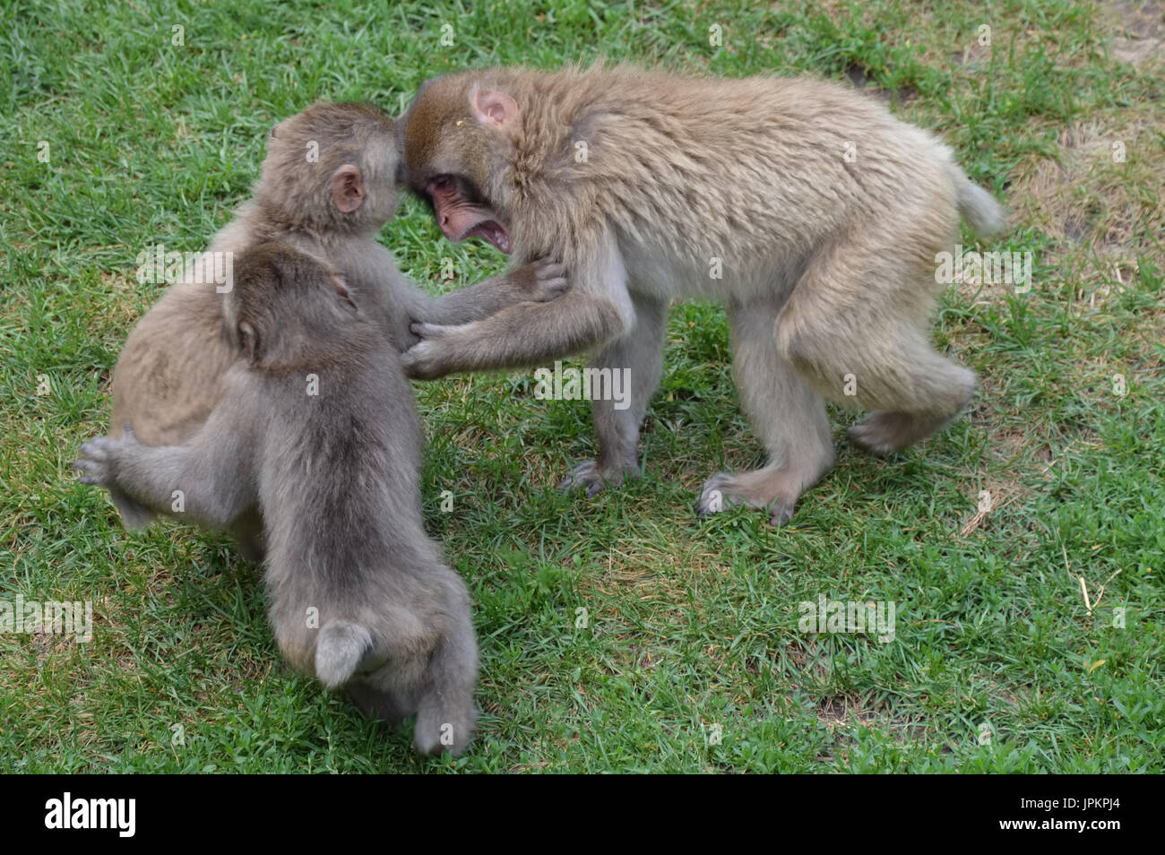 Monkey see outside hi-res stock photography and images - Alamy