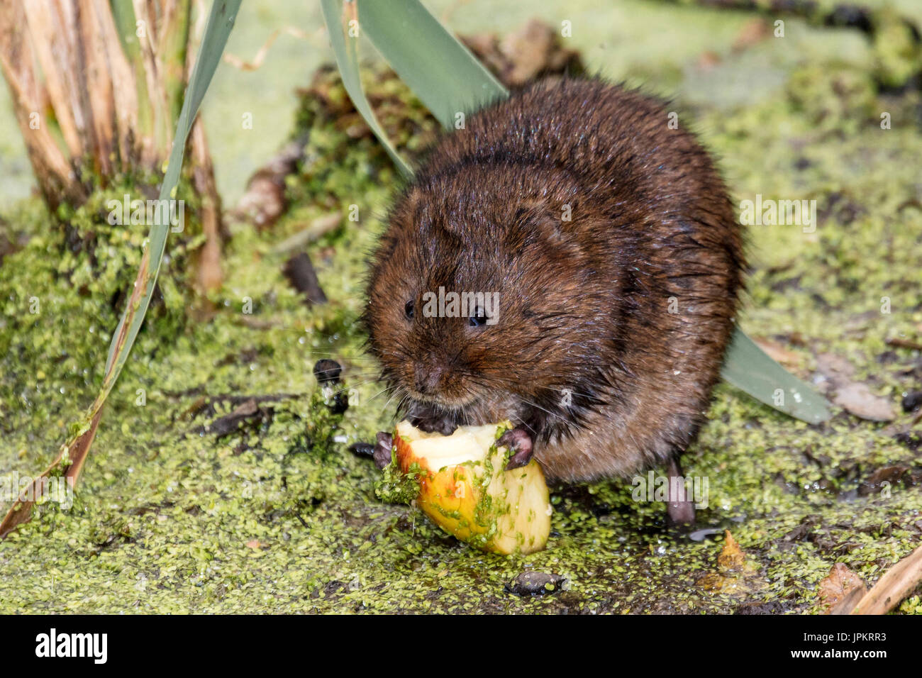 Adult water vole Stock Photo - Alamy