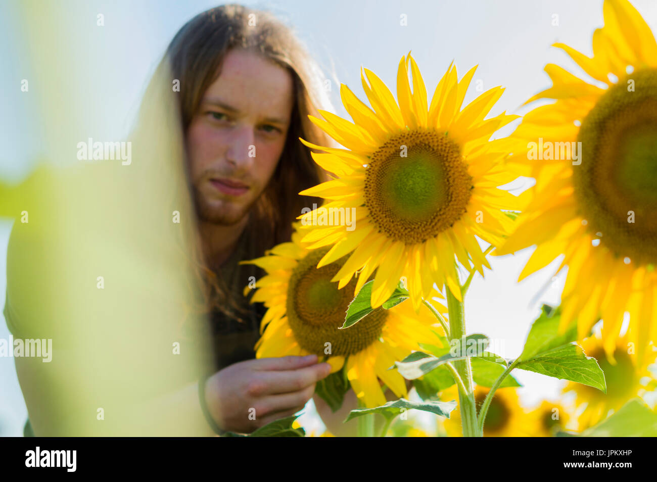 Country field man people sunflower hi-res stock photography and images ...