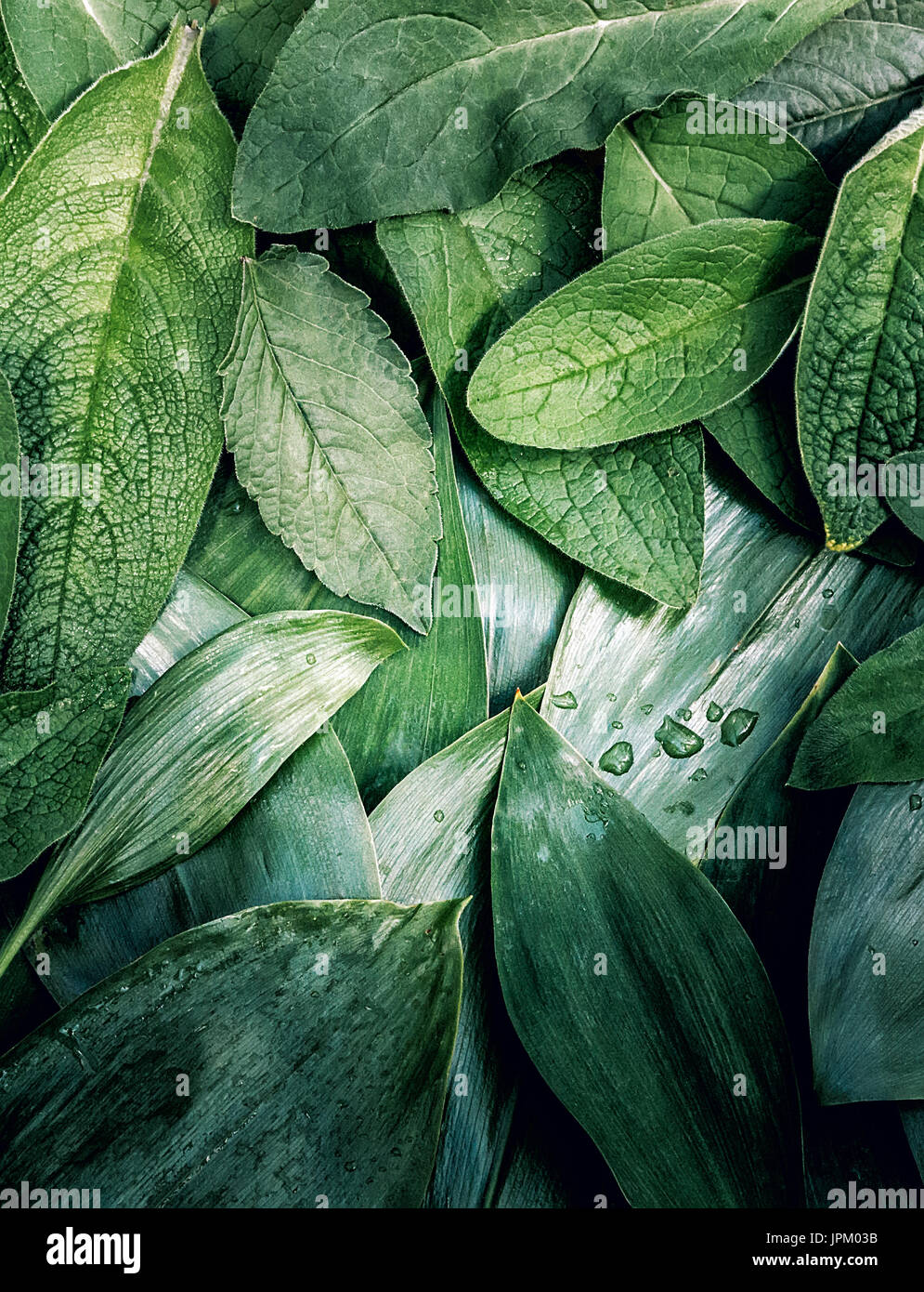 Tropical leaves layout hi-res stock photography and images - Alamy