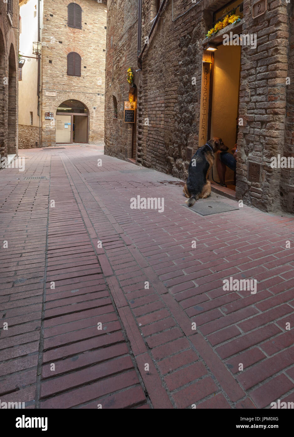 dog on the street of amazing Italian town of San Gimignano Stock Photo ...