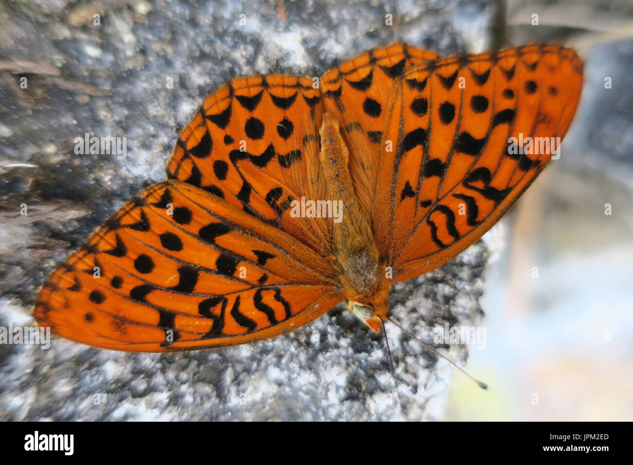 Orange Fuzzy Moth