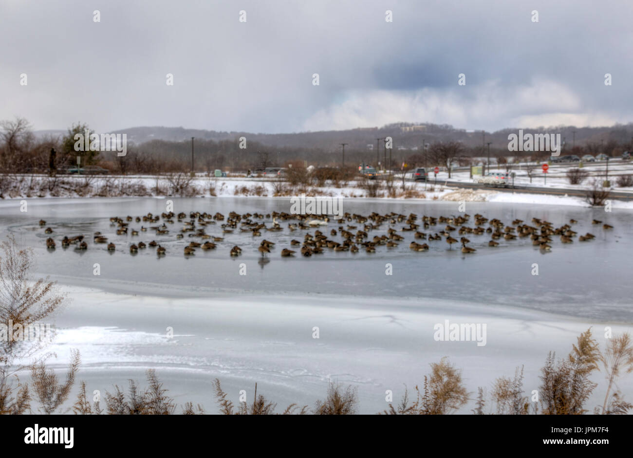 Mallard ducks winter pond hi-res stock photography and images - Alamy